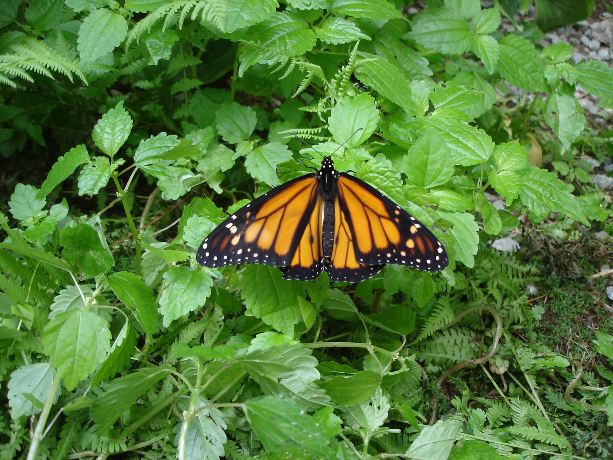 Quiet Transformations | Camp Crossroads